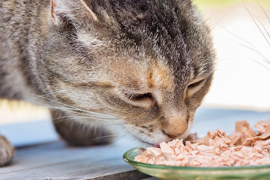 10 Wege das Katzen wieder fressen: Futterverweigerung Tipps