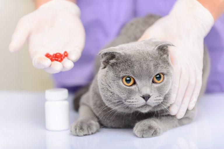 Pill Pockets - Einer Katze Medikamente verabreichen