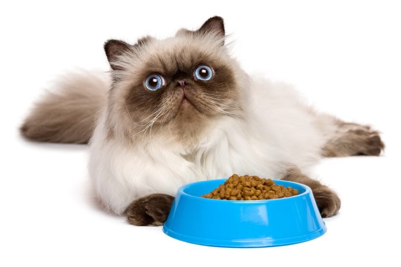 10 Wege das Katzen wieder fressen: Futterverweigerung Tipps