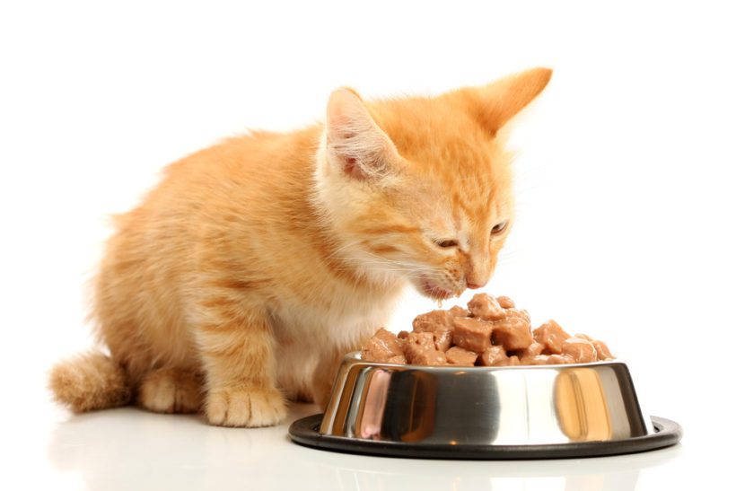 Katzenfutter für Kitten - Spezielles Futter für Jungkatzen
